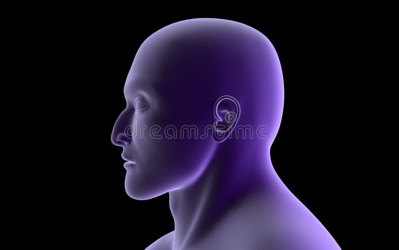Male Muscular Anatomy Side View Stock Illustrations – 79 Male Muscular ...