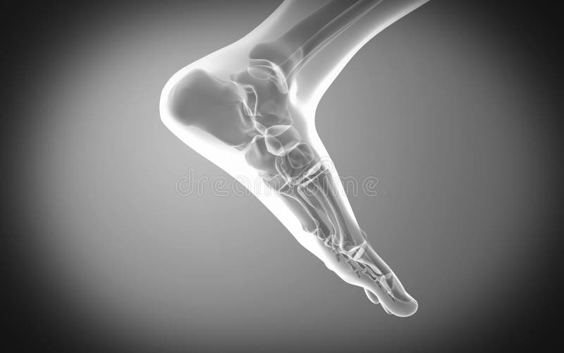 X-ray view of human foot. stock illustration. Illustration of body ...
