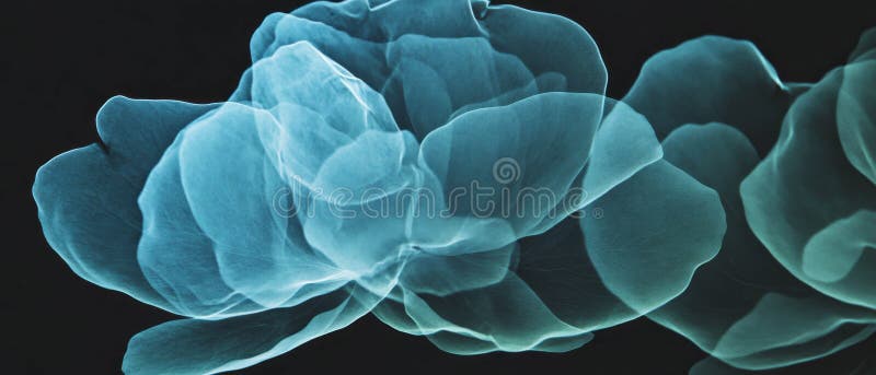 X-ray Visualization Reveals Intricate Structure of Rose Petals ...