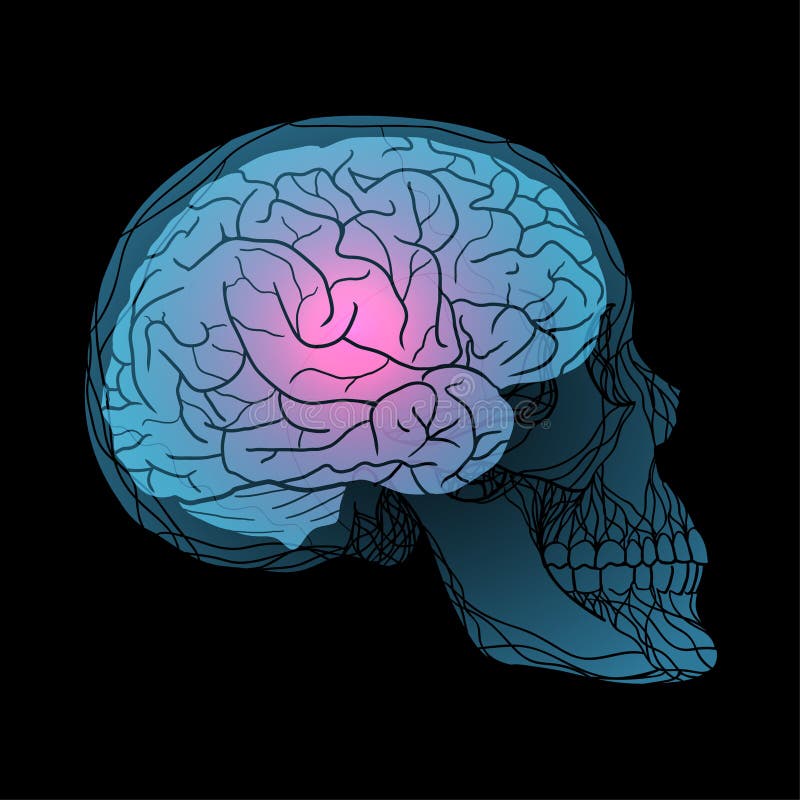 Brain and skull stock illustration. Illustration of anatomical - 32279192