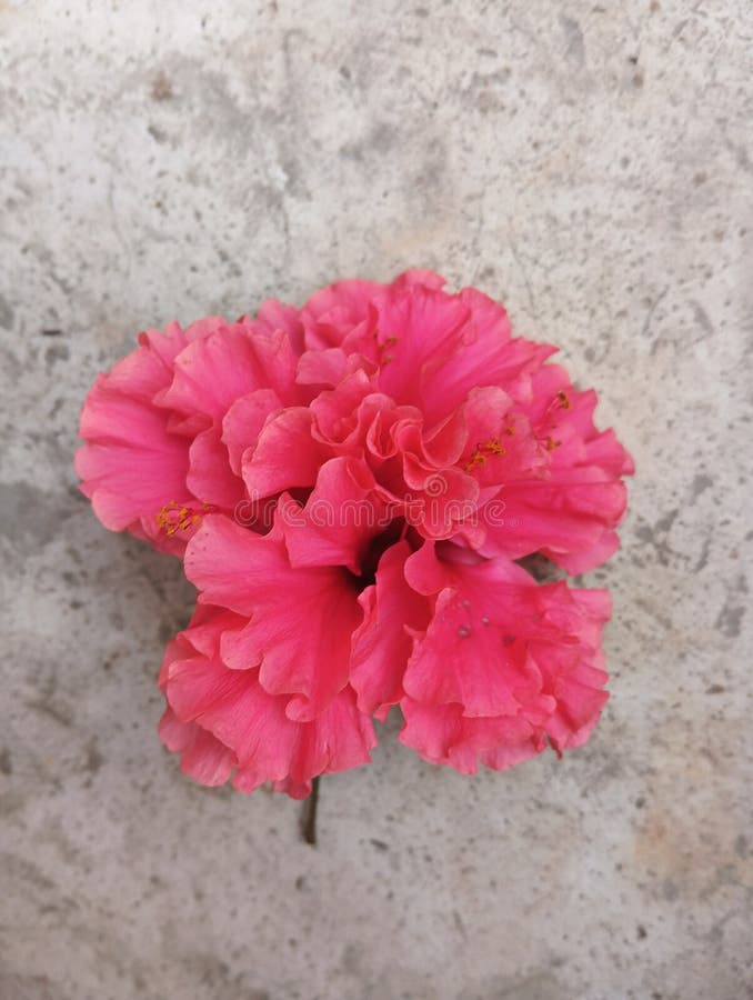 & X22;Red Flowers Symbolize Deep Love, Passion, and Strength. Stock ...