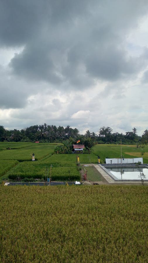 & X22;Rice Fields during the Day& X22; Stock Photo - Image of rice ...