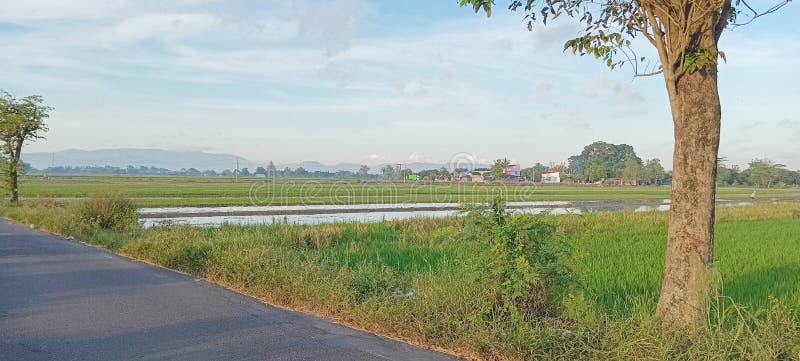 Rural Road with Rice Fields and Motorcycle Rider Under Clear Blue Sky ...