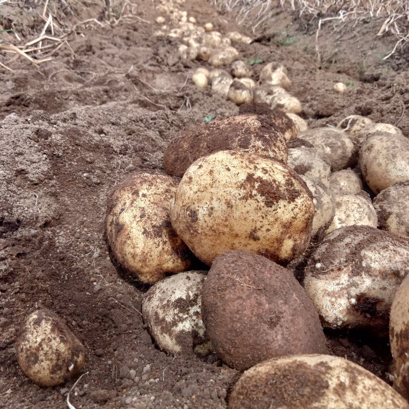 It& X27;s Amazing Big Potato in the Mountains Stock Image - Image of ...