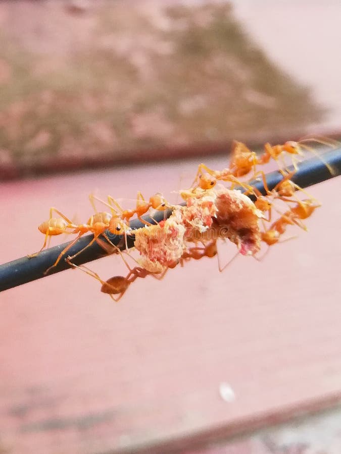 Evil Ant Stock Photos - Free & Royalty-Free Stock Photos from Dreamstime