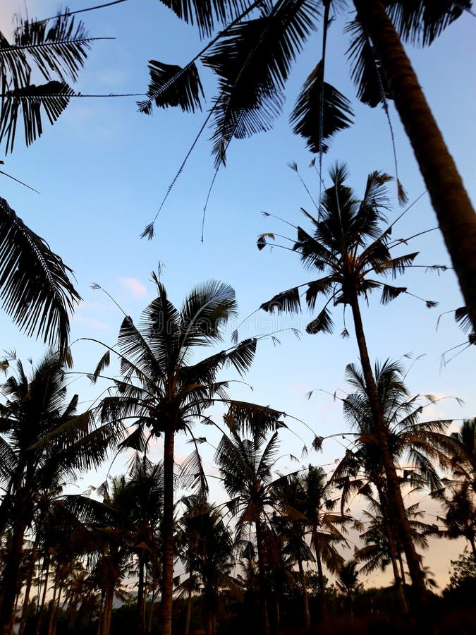 It is coco land!! stock photo. Image of coconut, sunset - 152126214