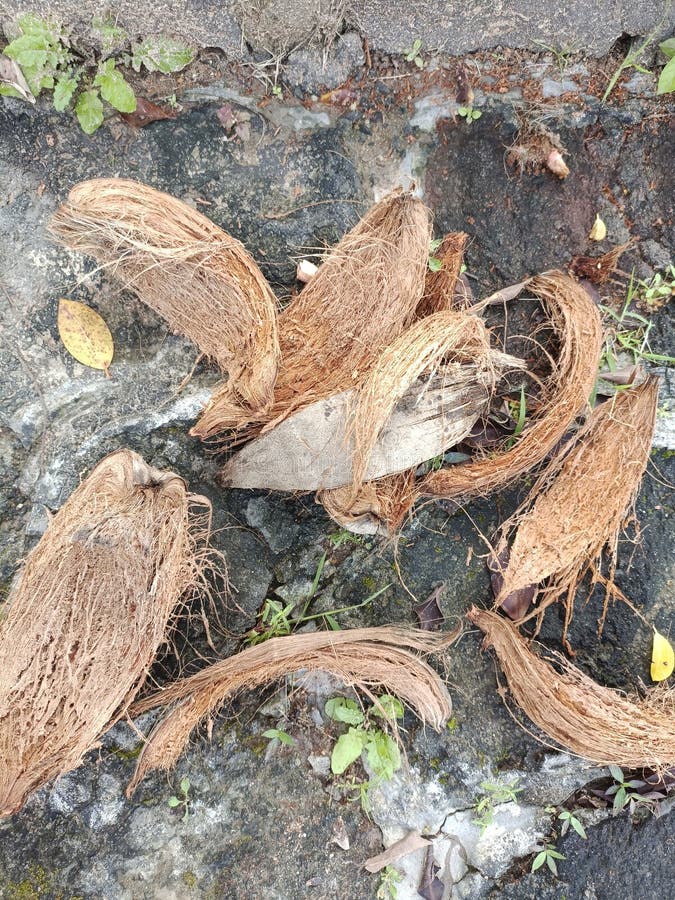 It& X27;s a Coconut Fiber on the Ground Stock Photo - Image of leaf ...