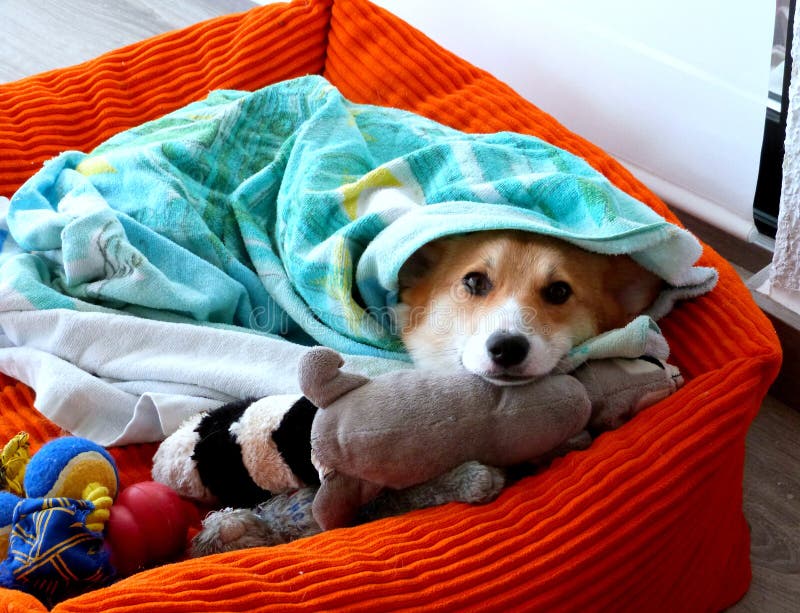 It s cold today stock photo. Image of cute, smile, funny - 85222738