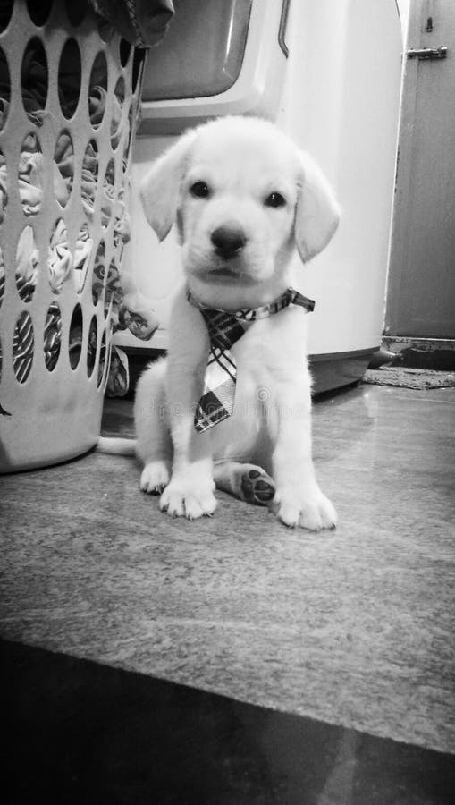 Innocent dog stock image. Image of innocent, nice, cute - 104650075