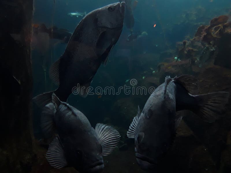 Fish World stock photo. Image of stones, colourful, coloured - 2503382