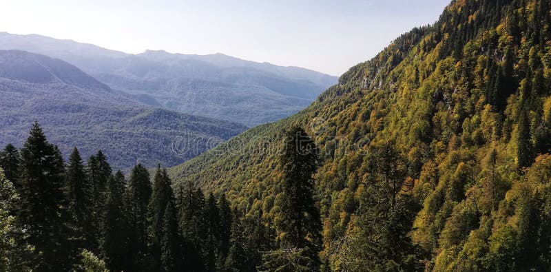 Forest on the slope stock image. Image of slope, forest - 132094583