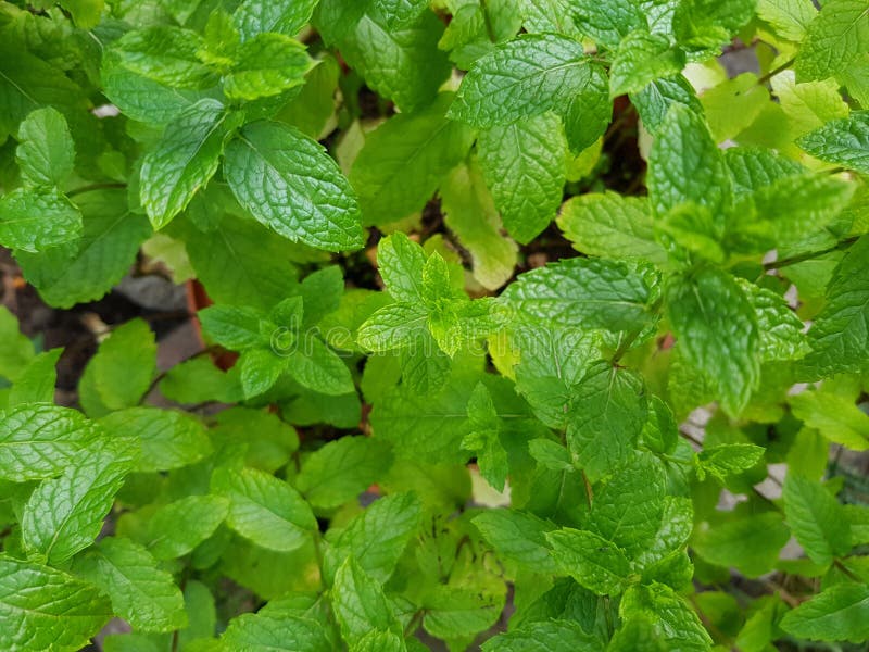 It S High Time for Mint Tea! Stock Photo - Image of green, plant: 227507168