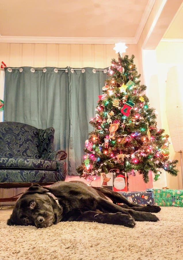 It& X27;s a Labrador Christmas! Stock Photo - Image of animal ...