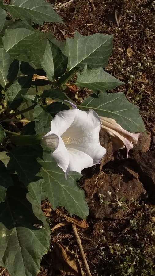 Umga flower stock photo. Image of cheek, pain, umga - 136926118