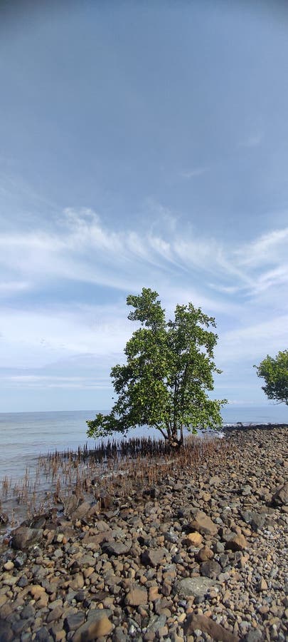 It S Mangrove with Stone Beach and Tree Stock Image - Image of branch ...