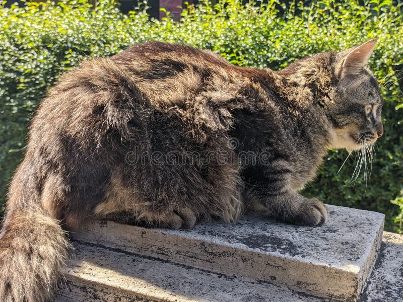 It& X27;s Named Bul Bul, My Gray Cat Stock Photo - Image of browns ...