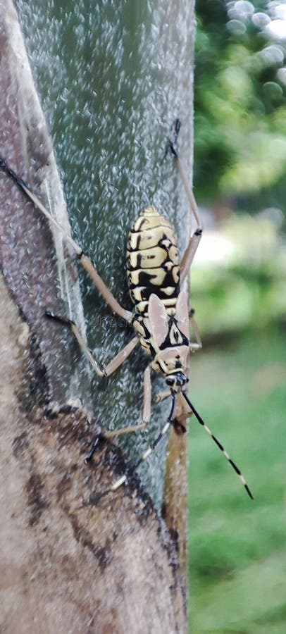 That& X27;s Real a Beautifull Bug? Stock Photo - Image of tree, real ...