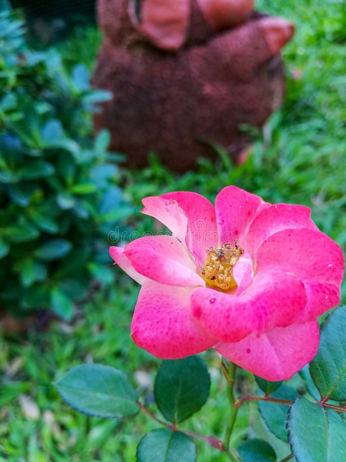 Ping Rose Stock Photos - Download 259 Royalty Free Photos