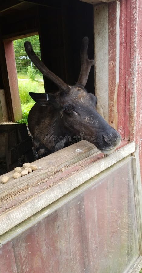 He& X27;s Saying Let Me Out. Stock Photo - Image of wildlife, sculpture ...