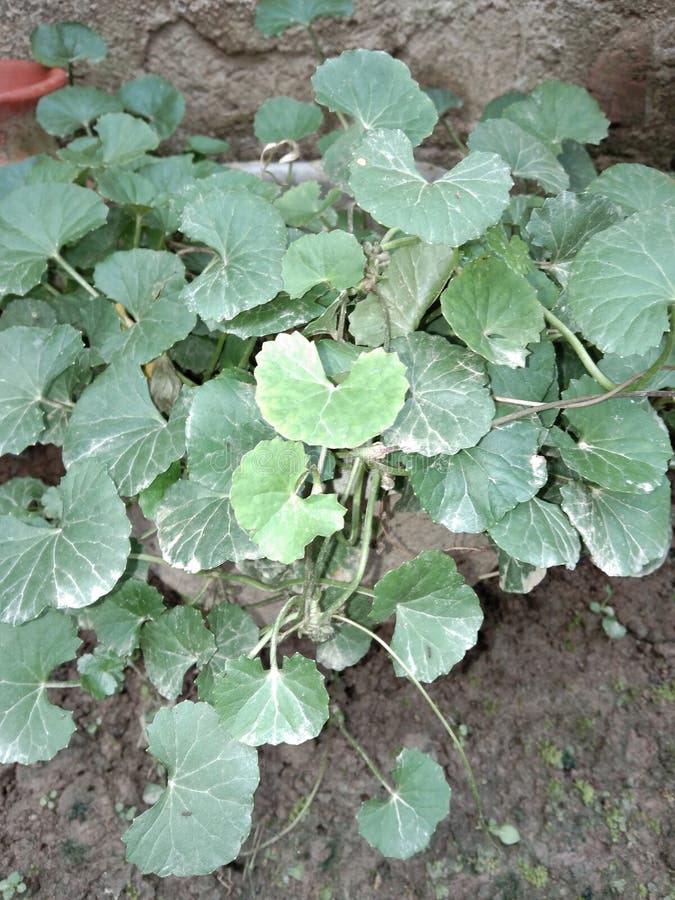 Manimuni Stock Photos - Free & Royalty-Free Stock Photos from Dreamstime