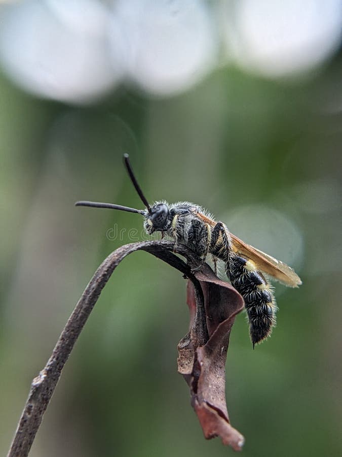Small Insects on the Tree Enjoying the Breeze Stock Photo - Image of ...