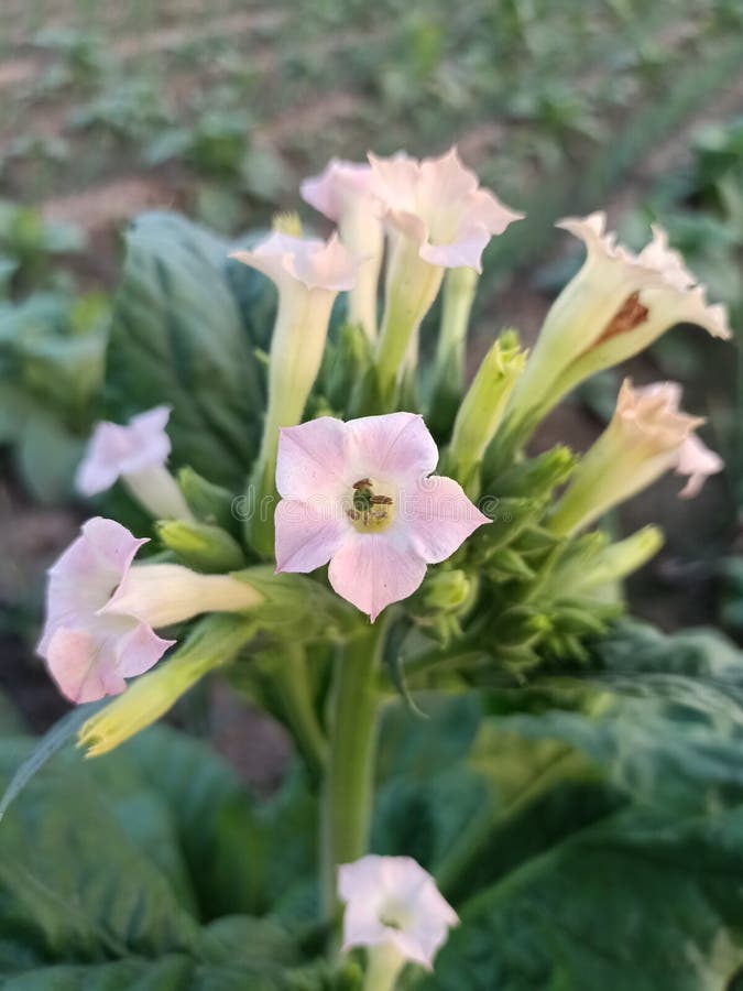 That& X27;s are Tobacco Flower. it& X27;s a Beautiful Flower Stock ...