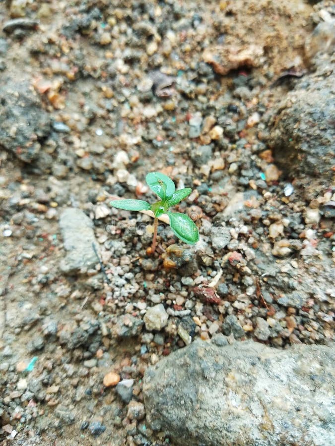 That& X27;s Very Beautiful Little Tree in the Image Stock Photo - Image ...