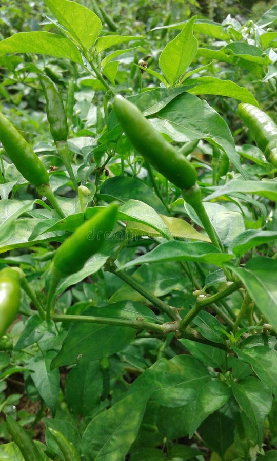 Lada Burung Stock Photos - Free & Royalty-Free Stock Photos from Dreamstime