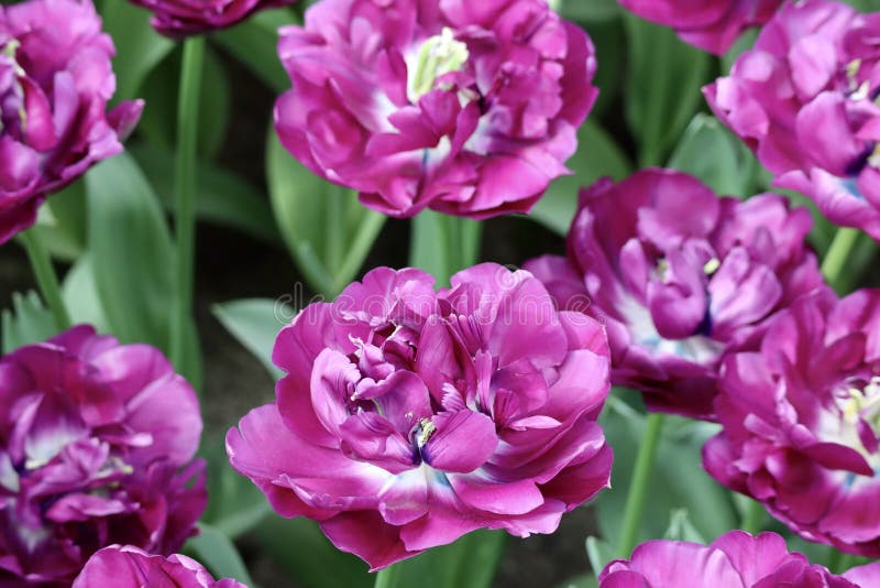 Saigon Tulips Stock Photos - Free & Royalty-Free Stock Photos from ...