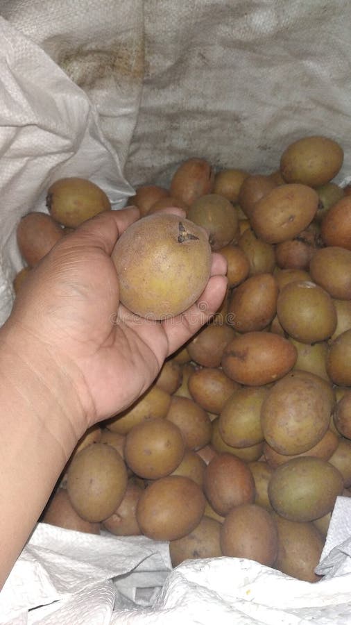 & X22;Sawo& X22; Java Fruit Stock Photo - Image of java, swetty: 262688728