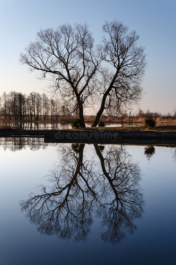 X Shape of a Lonely Tree with Reflection Stock Image - Image of black ...