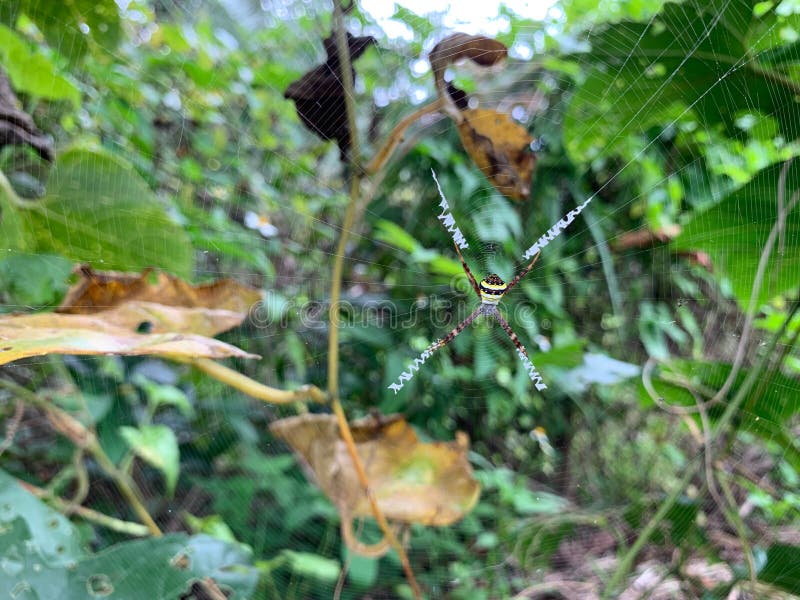 X Shape Spider Web in the Wild Stock Image - Image of tree, flower ...
