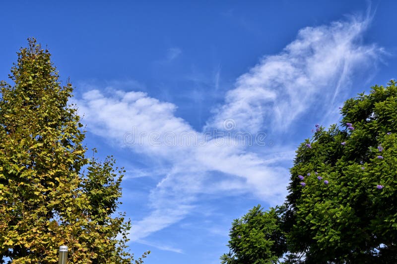 X Shaped Clouds and Contrails on a Blue Sky between Trees Stock Photo ...