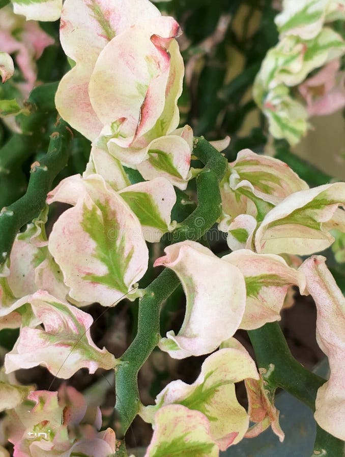 & X22;Showcase the Striking Elegance of Euphorbia Tithymaloides, Also ...