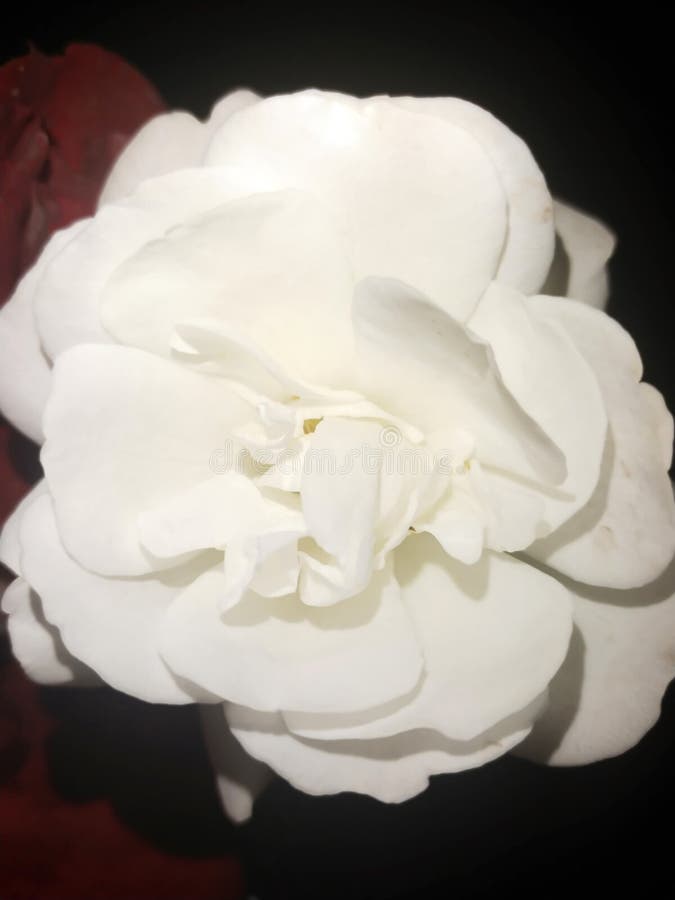 & X22;in the Simplicity of a White Rose, Lies the Purity of Nature& X27 ...