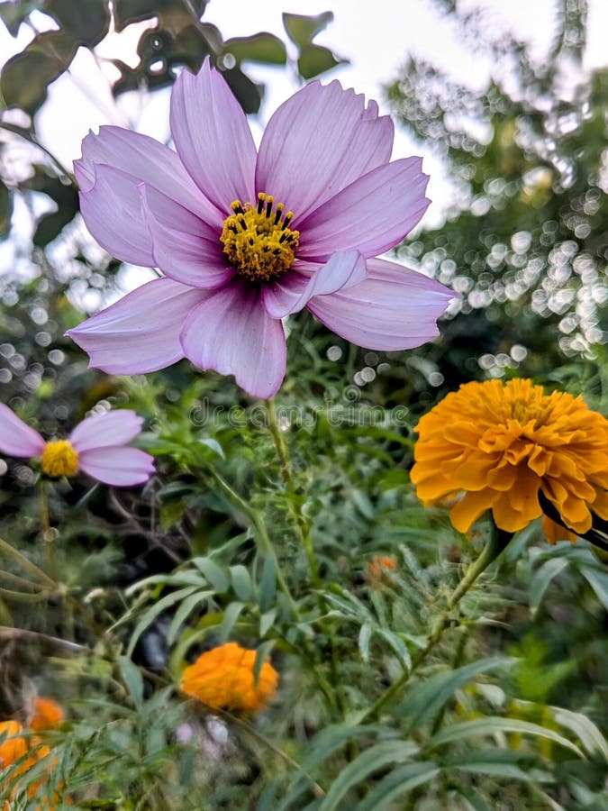 & X22;Single Bright Flower Isolated with Soft Background Stock Image ...