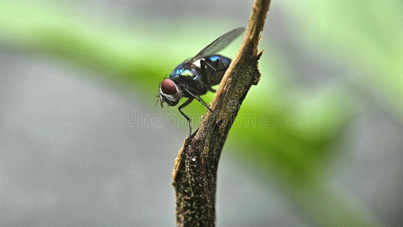 & X22;a Small Fly Perched on a Rough Surface, Showcasing Unique Details ...