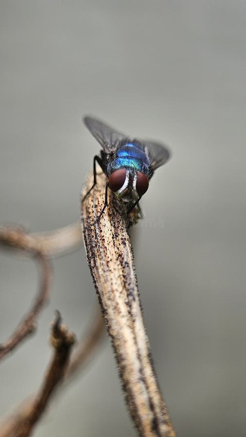 & X22;a Small Fly Perched on a Rough Surface, Showcasing Unique Details ...