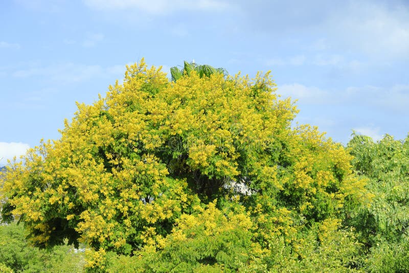 Soap Tree Yucca Were Eaten by Native Americans. Stock Photo - Image of ...