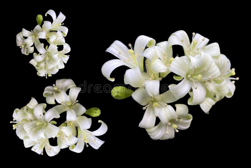Bunga Kemuning / Murraya Paniculata Stock Image - Image of petal, night ...