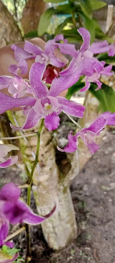 & X22;a Symphony of Violet Petals Stock Photo - Image of garden, leaf ...