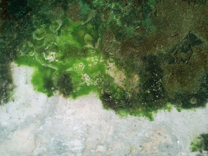 & X22;Textured Green Algae Growth on Surface& X22; Stock Image - Image ...