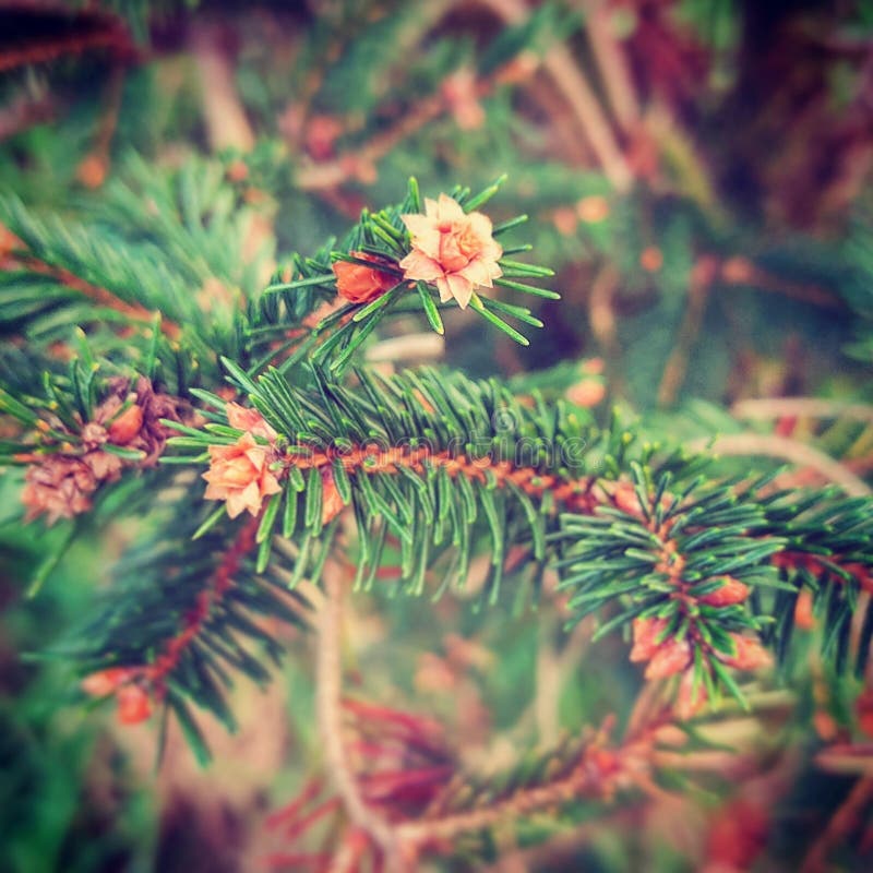 X tree ðŸŽ„ stock photo. Image of flower, nature, xtree - 237275866