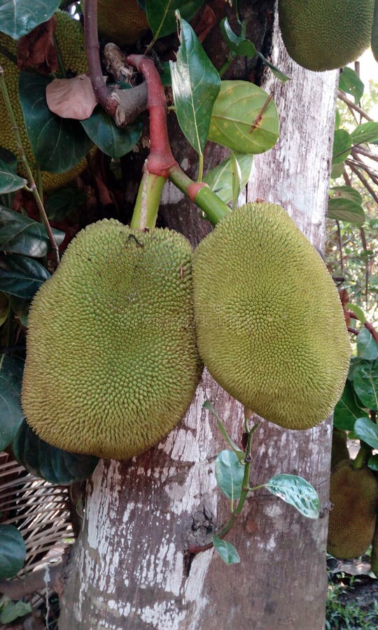 The Tree of Rice Jak Tree a Granary Stock Photo - Image of income, tree ...