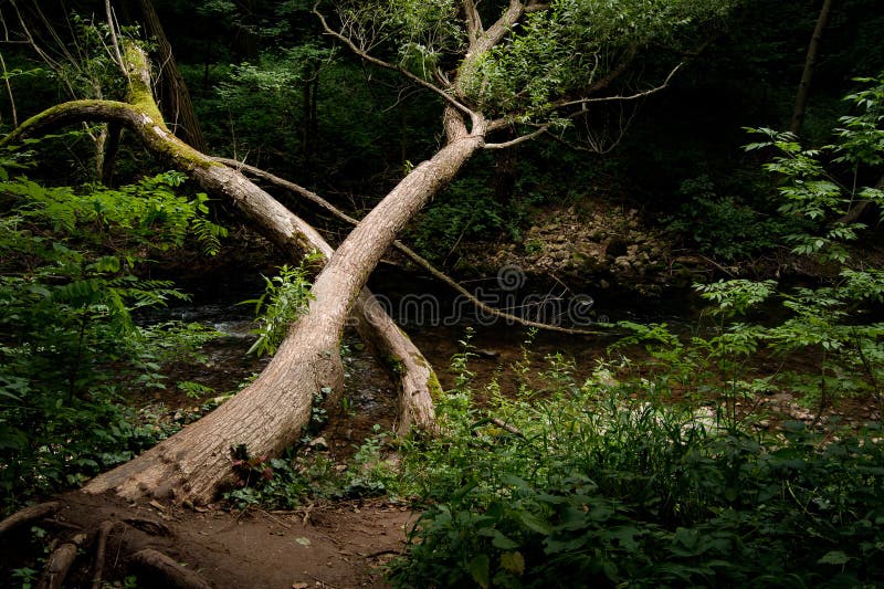 X trees in dark forest stock photo. Image of environment - 64189174