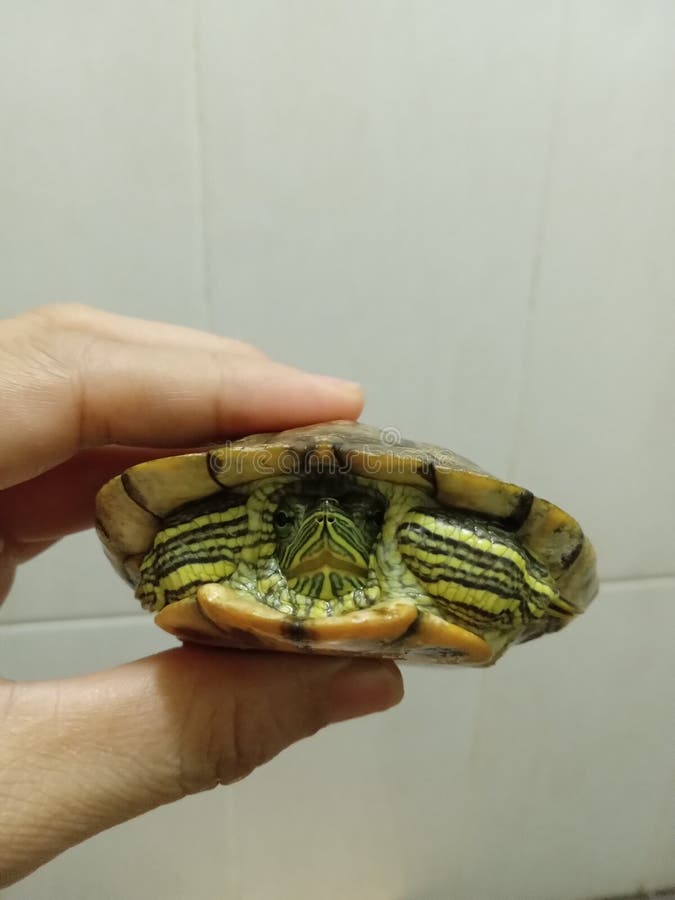 & X27;tutu& X27; a Little Turtle Stock Image - Image of curry, produce ...