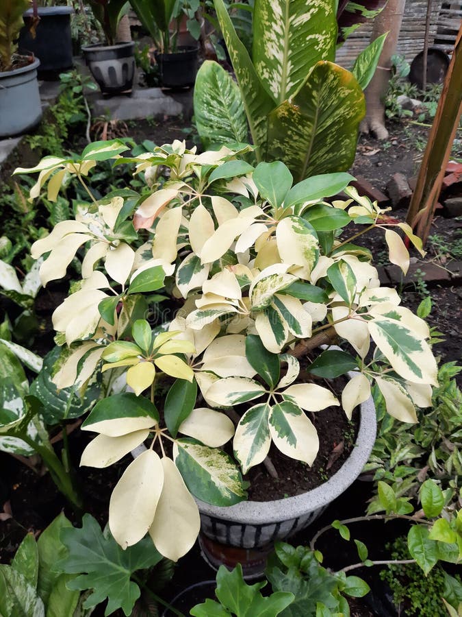 & X22;Walisongo& X22; Vagiated Plant Stock Photo - Image of vagiated ...