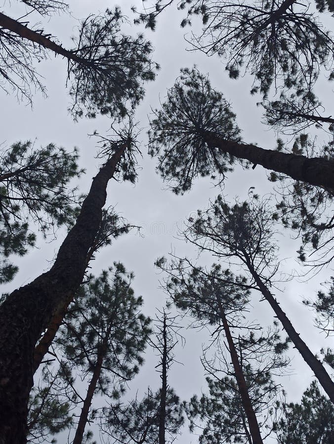 & X22;Whispering Pines Under the Grey Sky& X22; Stock Photo - Image of ...