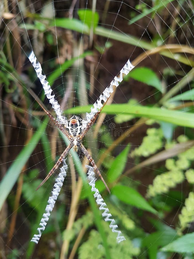 The spider trap. stock photo. Image of detail, meal, woven - 60401728