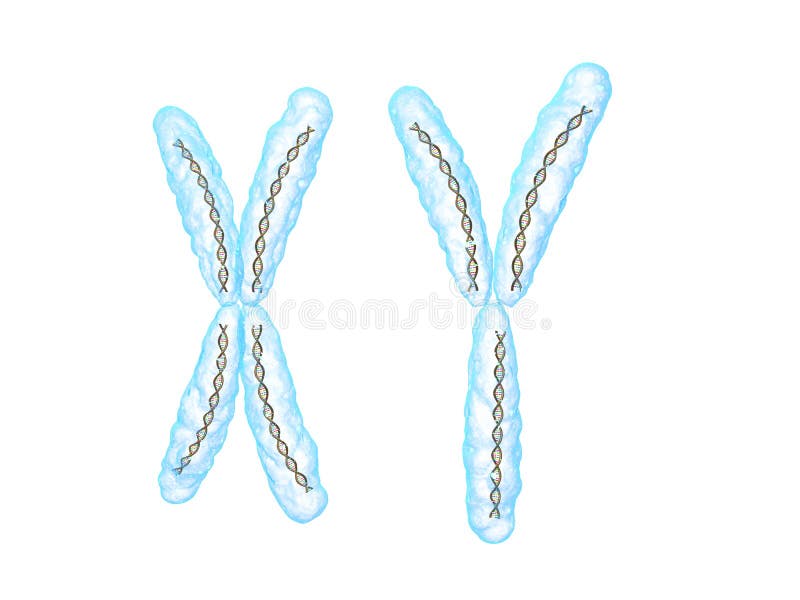 Xx-Chromosom stock abbildung. Illustration von wissenschaft - 11898064